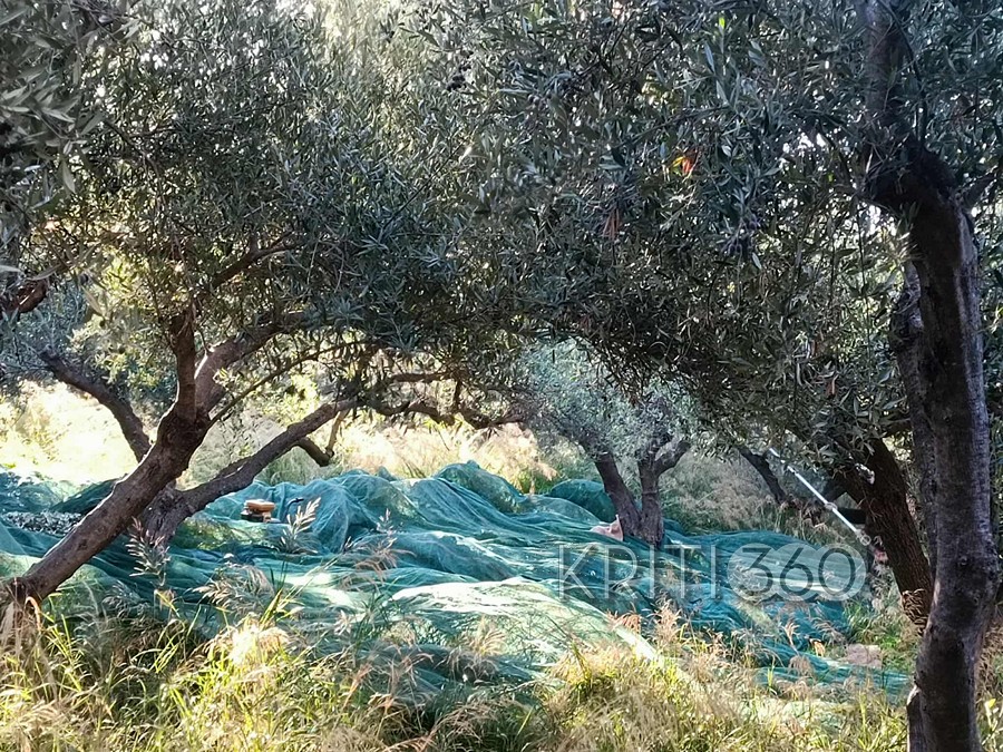 Θα μας βγει το λάδι; Η παραγωγή, η τιμή και ο χειμώνας που έγινε καλοκαίρι